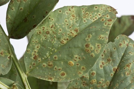 84 Rust fungus Stock Pictures, Editorial Images and Stock Photos ...