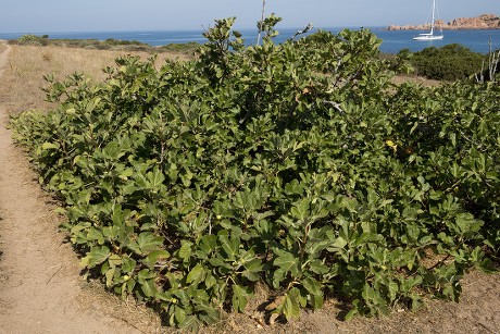 Wild Fig Tree Ficus Carica Prostrate Editorial Stock Photo - Stock ...