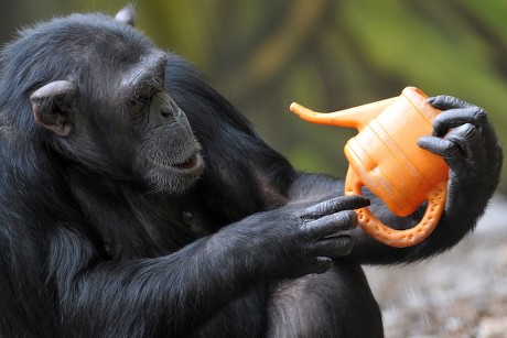 Chimpanzee Female Called Chispi Playing Teapot Editorial Stock Photo ...