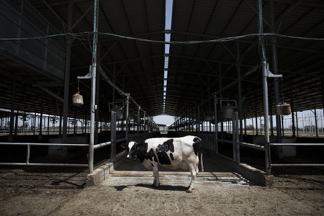 Holstein Friesian Cow Milking Facility Kibbutz Editorial Stock Photo ...