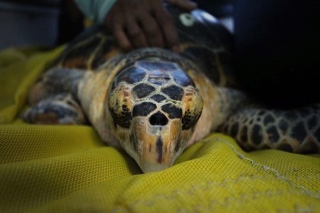 One Few Remaining Carey Turtles Eretmochelys Editorial Stock Photo ...
