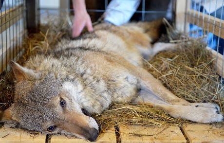 Male Wolf Rehabilitation Center Protected Animals Editorial Stock Photo ...