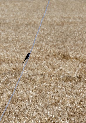 39 Line. powerline Stock Pictures, Editorial Images and Stock Photos ...
