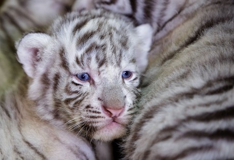 White Bengal Tiger Cub Pictured White Editorial Stock Photo - Stock ...