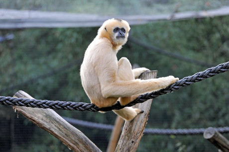 Lilian One Two Whitecheeked Gibbons Perth Editorial Stock Photo - Stock ...