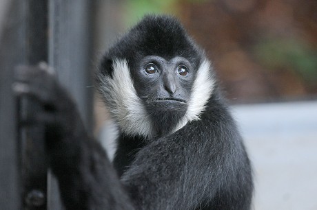 Jinhuan One Two Whitecheeked Gibbons Perth Editorial Stock Photo ...