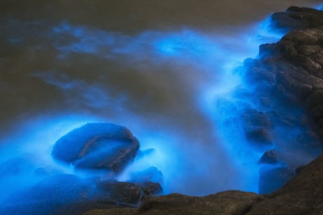 Noctiluca Scintillans Commonly Known Sea Sparkle Editorial Stock Photo ...
