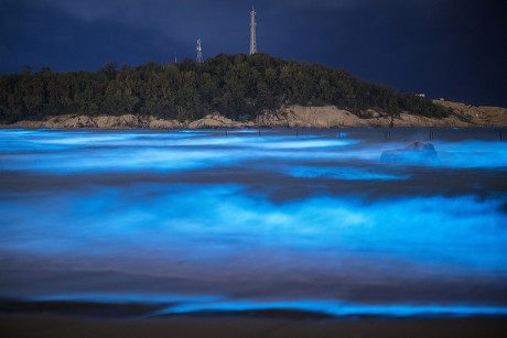Noctiluca Scintillans Commonly Known Sea Sparkle Editorial Stock Photo ...