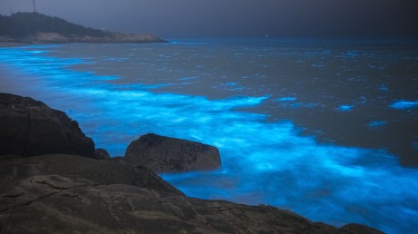 Noctiluca Scintillans Commonly Known Sea Sparkle Editorial Stock Photo ...