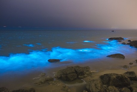 Noctiluca Scintillans Commonly Known Sea Sparkle Editorial Stock Photo ...