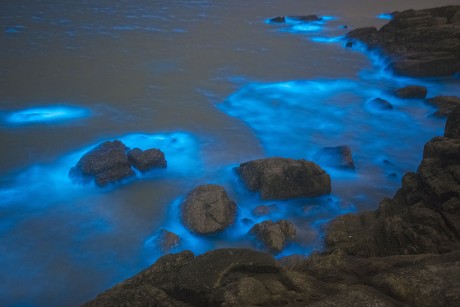 Noctiluca Scintillans Commonly Known Sea Sparkle Editorial Stock Photo ...