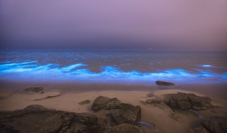 Noctiluca Scintillans Commonly Known Sea Sparkle Editorial Stock Photo ...