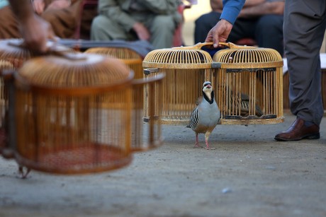 Chukar Bird Released Cage Birds Fight Editorial Stock Photo - Stock ...