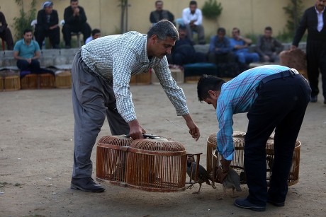 KURDISH MEN RELEASE THEIR CHUKAR BIRDS Editorial Stock Photo - Stock ...