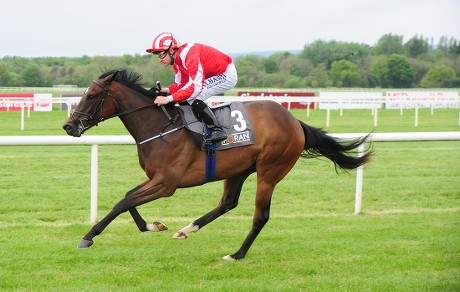 Cork Mamba Noire Shane Foley Win Editorial Stock Photo - Stock Image ...