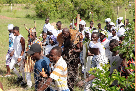 Group Toafo Asafo Hunters Carry Live Editorial Stock Photo - Stock ...