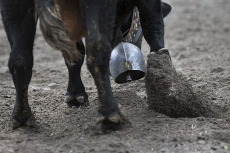 Cow Scratching Her Paw Arena During Editorial Stock Photo - Stock Image ...