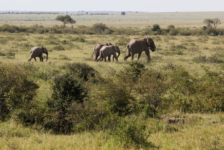 Family Elephant Walks Into Wilderness Maasai Editorial Stock Photo ...