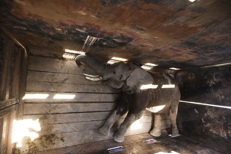 Elephant Lays Inside Container On Truck Editorial Stock Photo - Stock ...