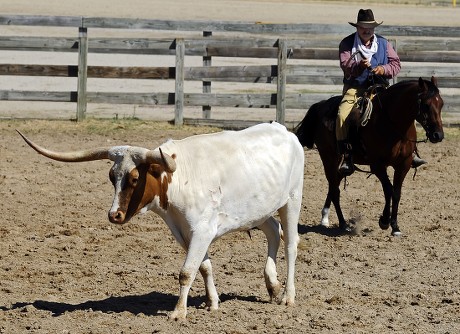 Cowboy Moves Long Horn Steer Through Editorial Stock Photo - Stock ...