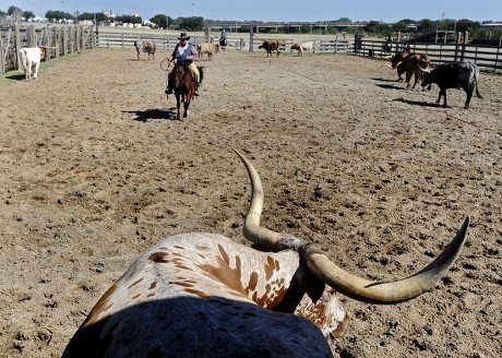 Cowboy Moves Long Horn Steer Through Editorial Stock Photo - Stock ...