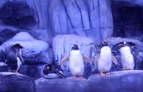 Penguins Stand Their Aquarium Istanbul Aquarium Editorial Stock Photo ...