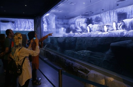 Visitors Take Pictures Penguins Istanbul Aquarium Editorial Stock Photo ...