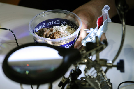 Tarantula Spider Milked Extract Venom Australian Editorial Stock Photo ...