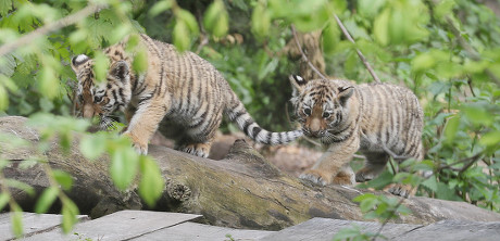 98 Tiger offspring Stock Pictures, Editorial Images and Stock Photos ...