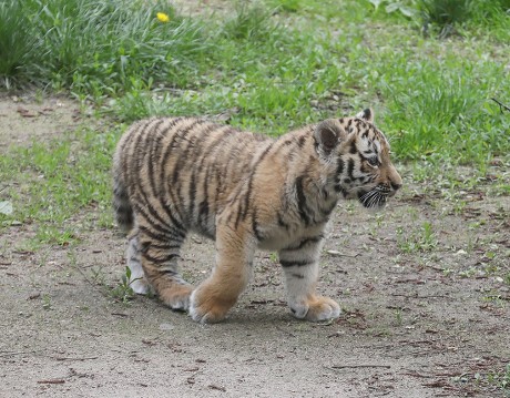 98 Tiger offspring Stock Pictures, Editorial Images and Stock Photos ...