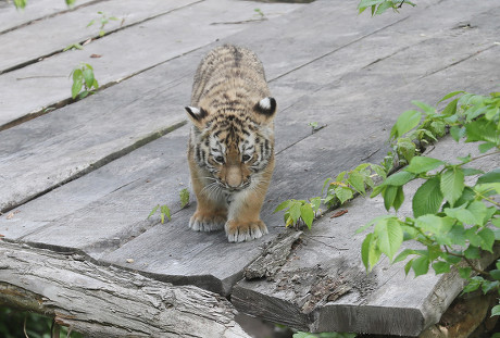 98 Tiger offspring Stock Pictures, Editorial Images and Stock Photos ...