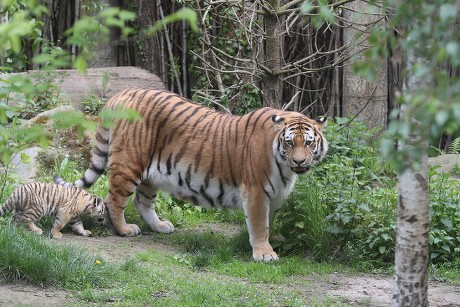98 Tiger offspring Stock Pictures, Editorial Images and Stock Photos ...