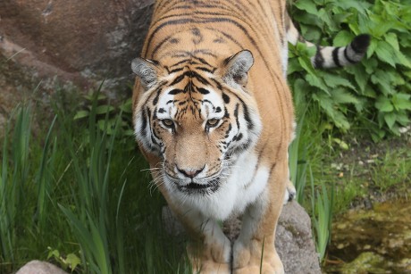 98 Tiger offspring Stock Pictures, Editorial Images and Stock Photos ...
