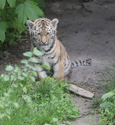 98 Tiger offspring Stock Pictures, Editorial Images and Stock Photos ...