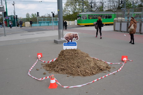 100 Kg Elephant Droppings Seen City Editorial Stock Photo - Stock Image ...