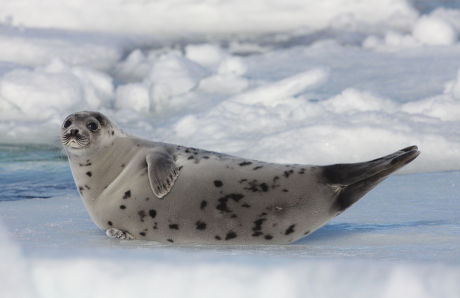 250 Fur seal pelts Stock Pictures, Editorial Images and Stock Photos ...