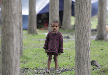 Nomadic Bakerwal Boy Stands Near Poplar Editorial Stock Photo - Stock ...