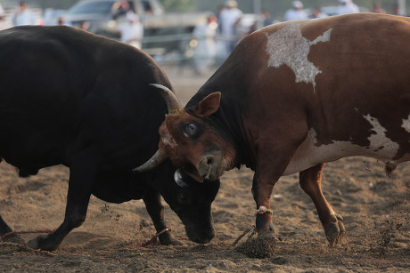 Two Bulls Fight During Bullfighting Round Editorial Stock Photo - Stock ...