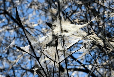 Ermine Moths Infested Trees Bushes Editorial Stock Photo - Stock Image ...
