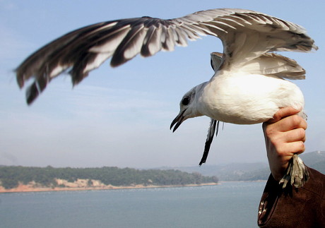 Seagull Flies Towards Freedom Assisted By Editorial Stock Photo - Stock ...