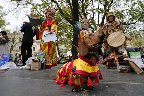 People Represent Costumes Their Dogs During Editorial Stock Photo ...