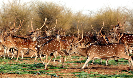 Van Vihar National Park in Bhopal, India - 27 May 2017 Stock Pictures ...