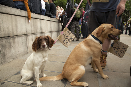 __COUNT__ Anti-Fox Hunting march, London, UK - 29 May 2017 Stock ...