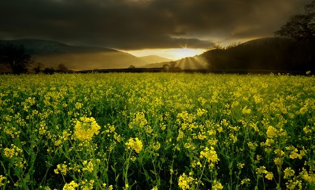 Dawn Over Field Oil Seed Rape Editorial Stock Photo - Stock Image ...
