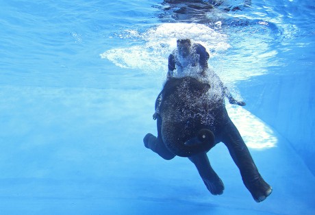 __COUNT__ Elephant diving and swmming performance at a zoo in Thailand ...