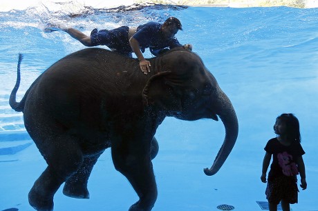 __COUNT__ Elephant diving and swmming performance at a zoo in Thailand ...