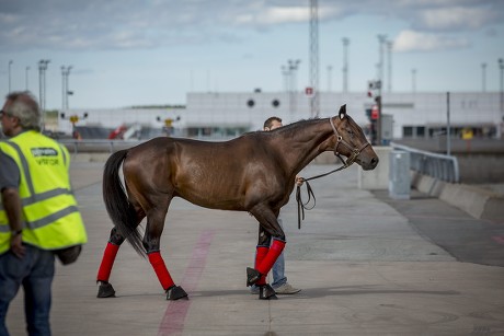 French Trotting Star Bold Eagle Arrives Editorial Stock Photo - Stock ...