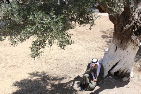 Palestinian Man Waits Under Shade Tree Editorial Stock Photo - Stock ...