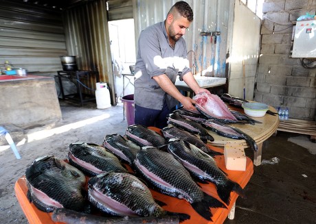 Iraqi Man Cleans Fish Be Grilled Editorial Stock Photo - Stock Image ...