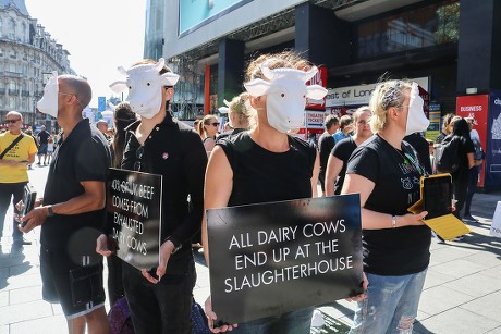 Animal Rights Protesters Wearing Cow Masks Editorial Stock Photo ...